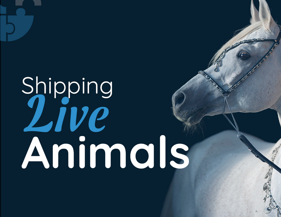 Live animal shipping guide for independent freight forwarders