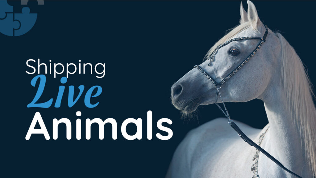 Live animal shipping guide for independent freight forwarders